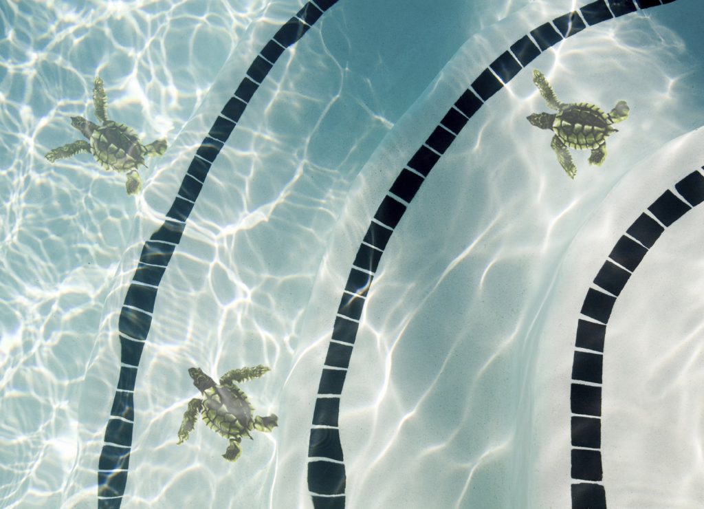 Sea Turtle Pool Mosaic // Made in USA · Easy to Install · See Options